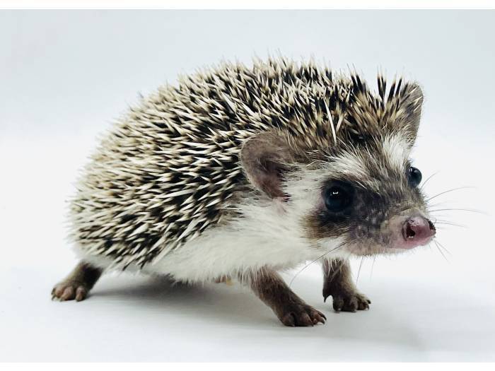 Available Hedgehogs - Millermeade Farm's Critter Connection: Available ...