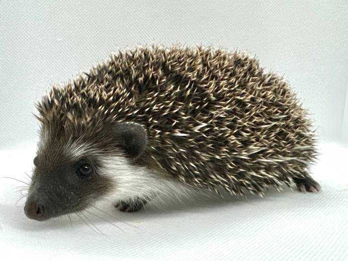 Available Hedgehogs - Millermeade Farm's Critter Connection: Available ...